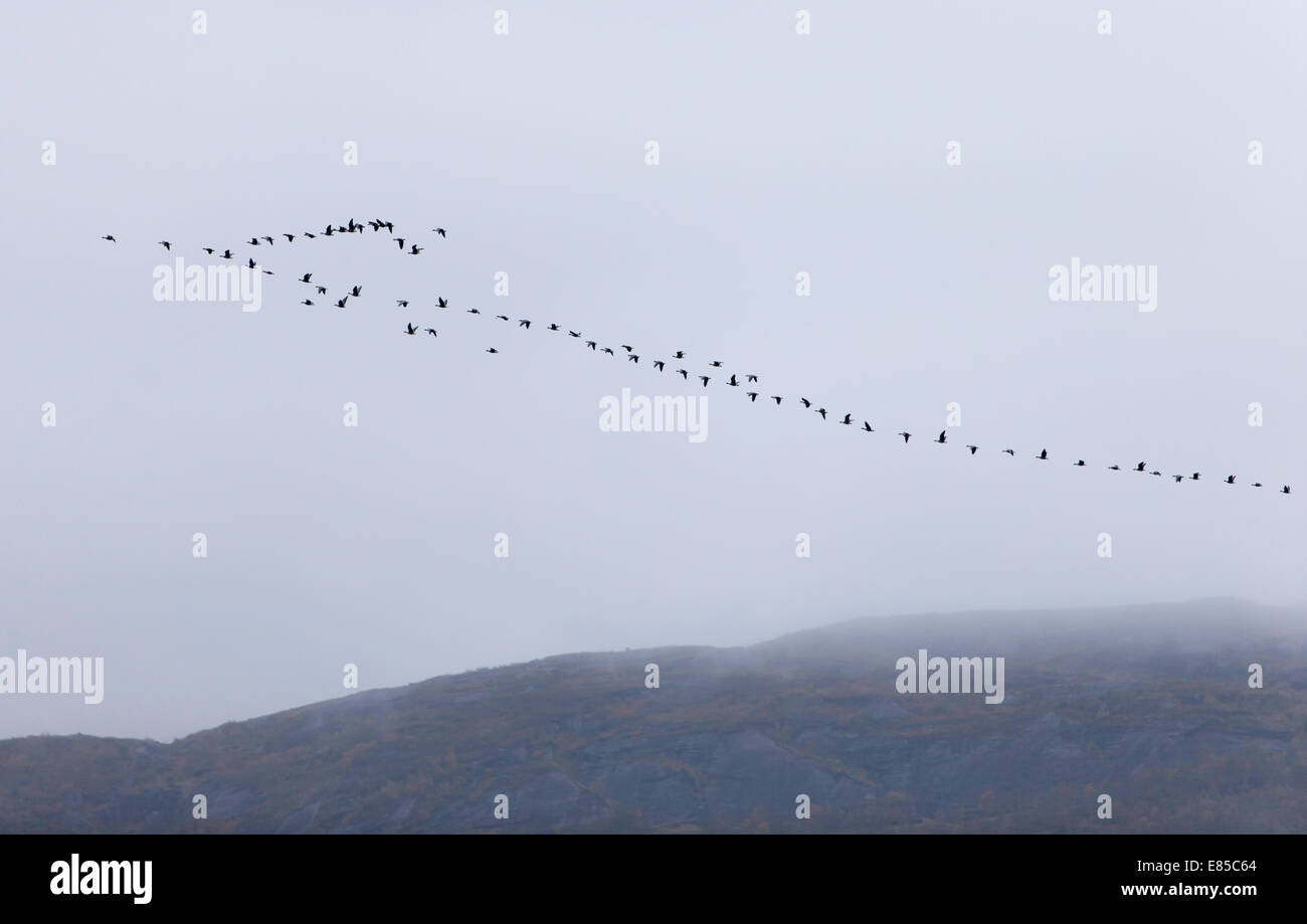 Greylag Geese migration, Anser anser Stock Photo - Alamy