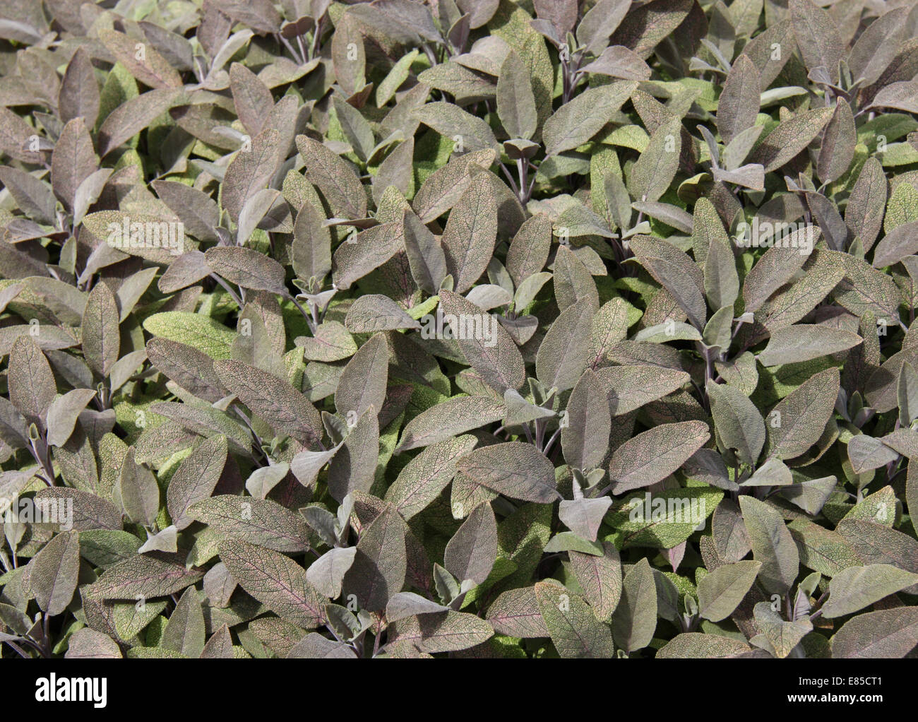 Sage background hi-res stock photography and images - Alamy