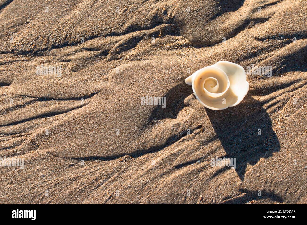 Snail On The Beach Stock Photo - Alamy