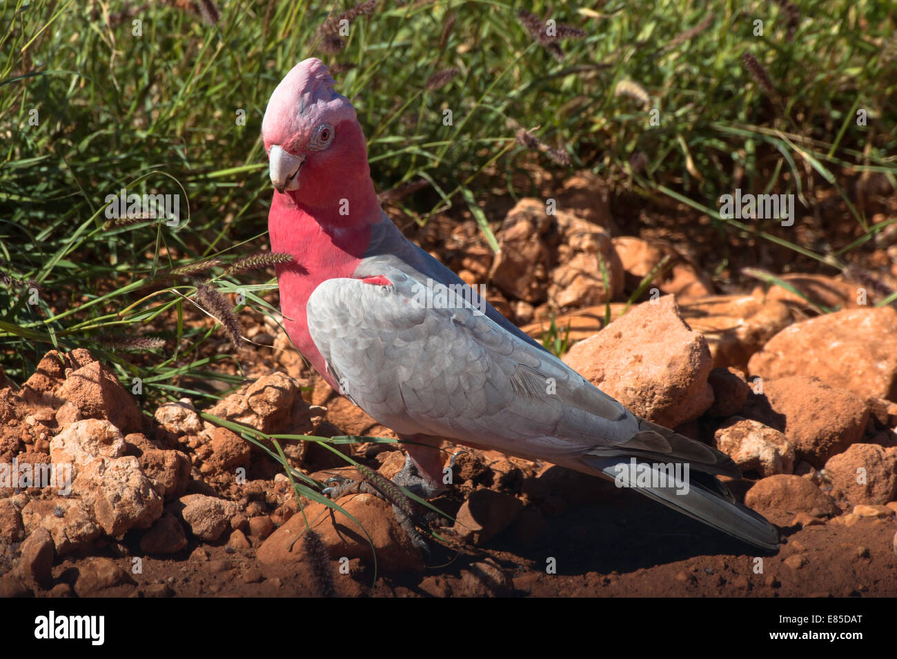 Galah, Eolophus roseicapillus Stock Photo - Alamy
