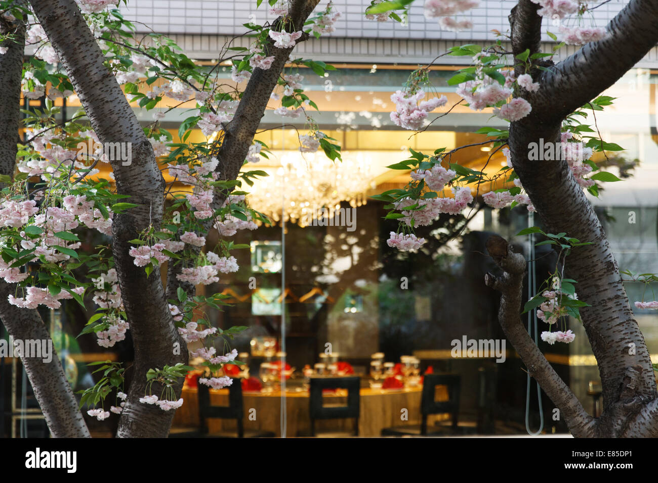 Restaurant sakura hi-res stock photography and images - Alamy