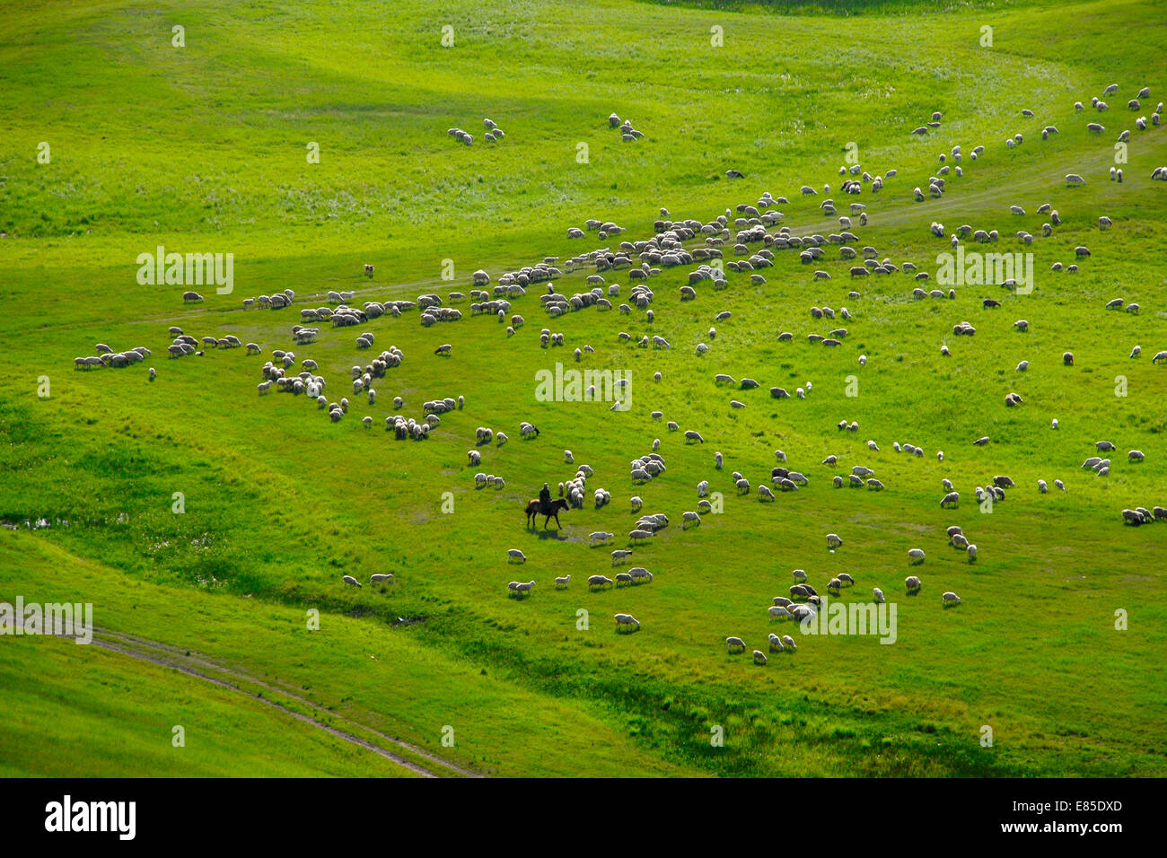 China sheep inner mongolia hi-res stock photography and images - Alamy
