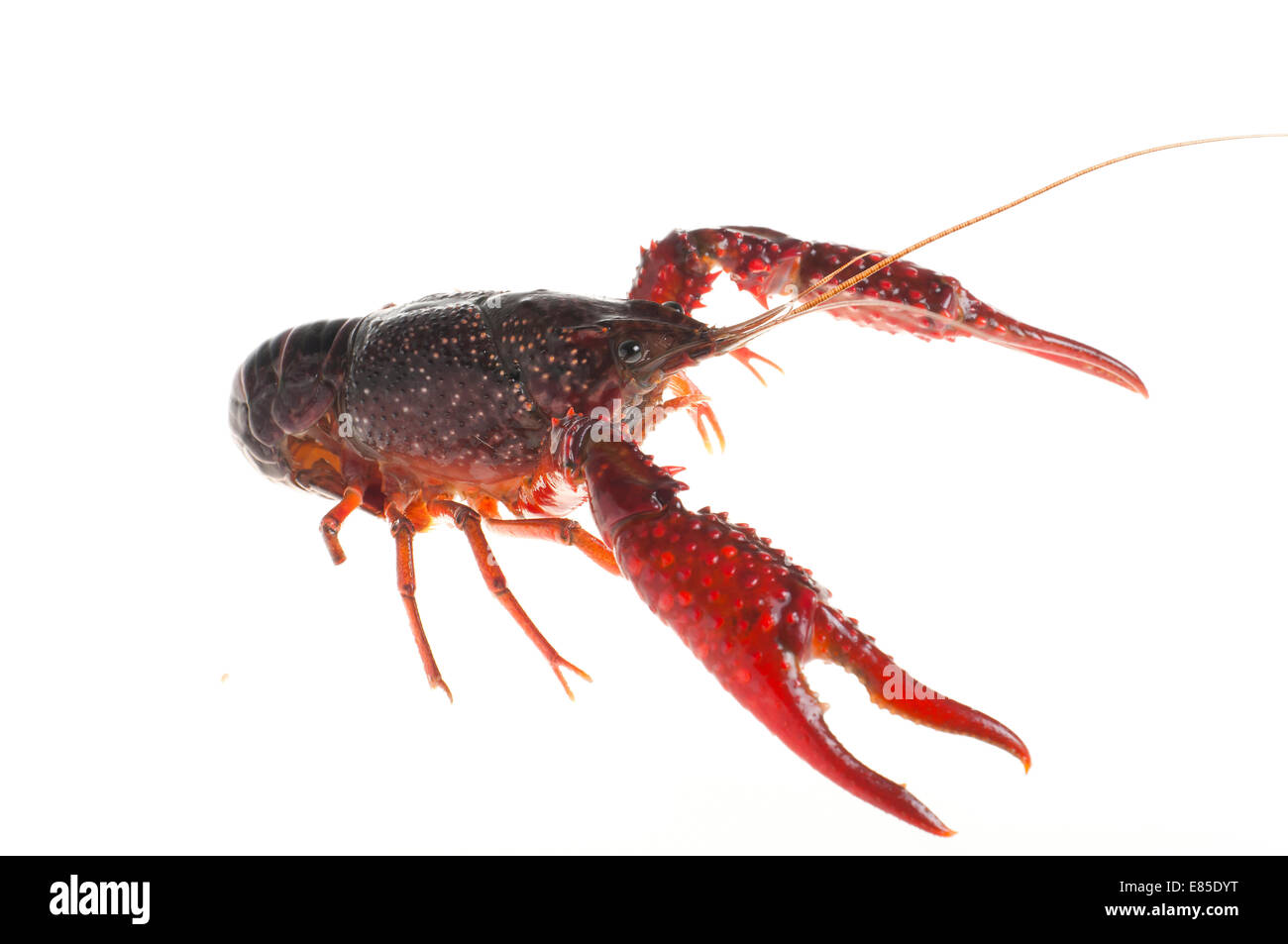 Lobster shape Cut Out Stock Images & Pictures - Alamy