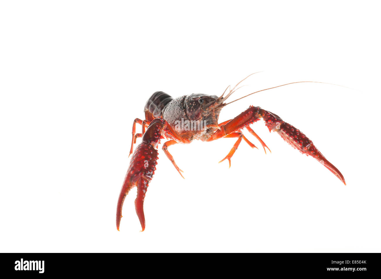 Lobster shape Cut Out Stock Images & Pictures - Alamy