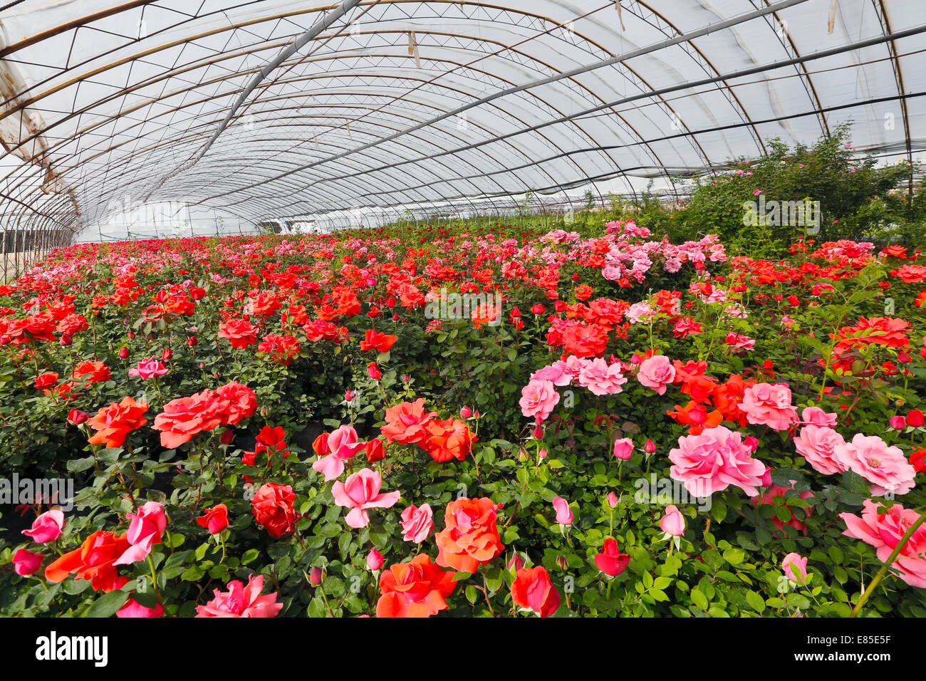 Rose greenhouse hi-res stock photography and images - Alamy