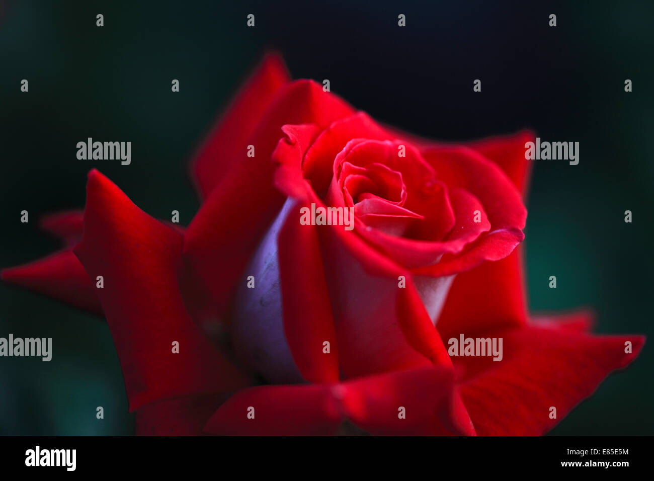 Chinese rose image hi-res stock photography and images - Alamy