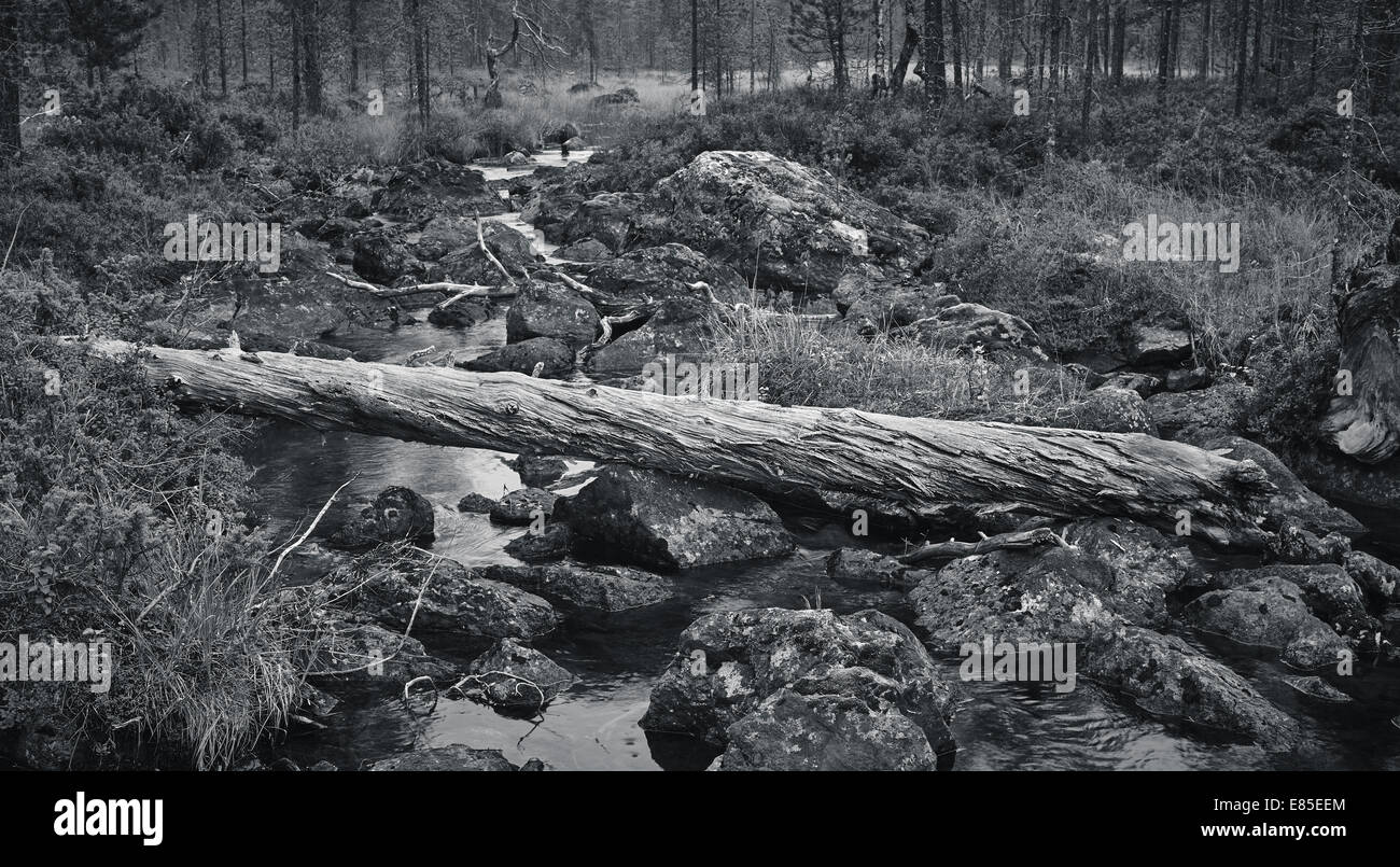 Crashed a snag in the river, tinted black and white image Stock Photo ...