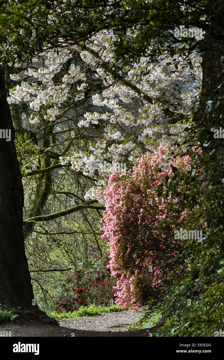 Trebah garden, Falmouth, Cornwall. Rhododendron 'Hinomayo' and the ...