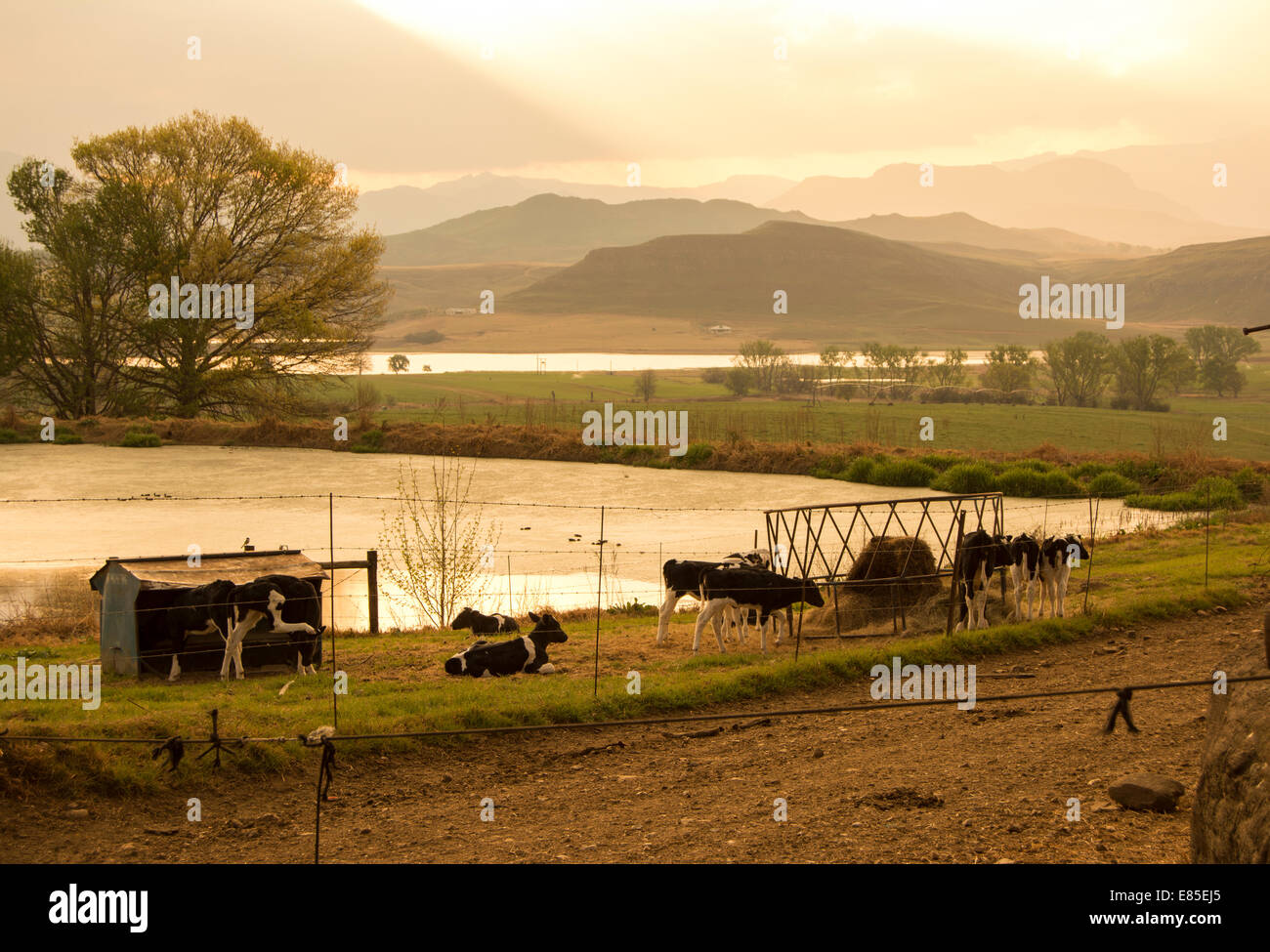 Scenic landscape of a dairy farm in Underberg Stock Photo - Alamy