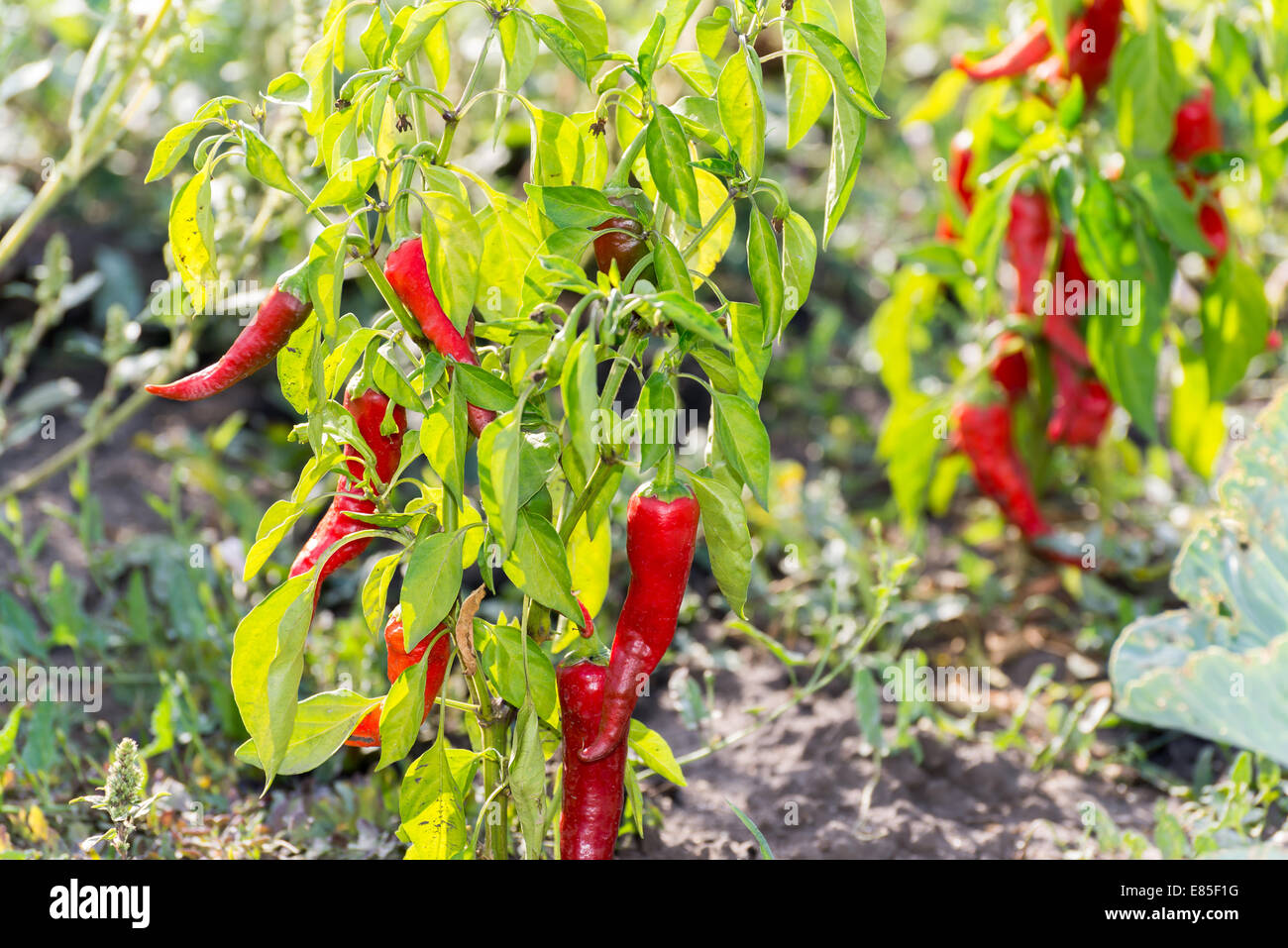 Birds eye chilli plant hi-res stock photography and images - Alamy