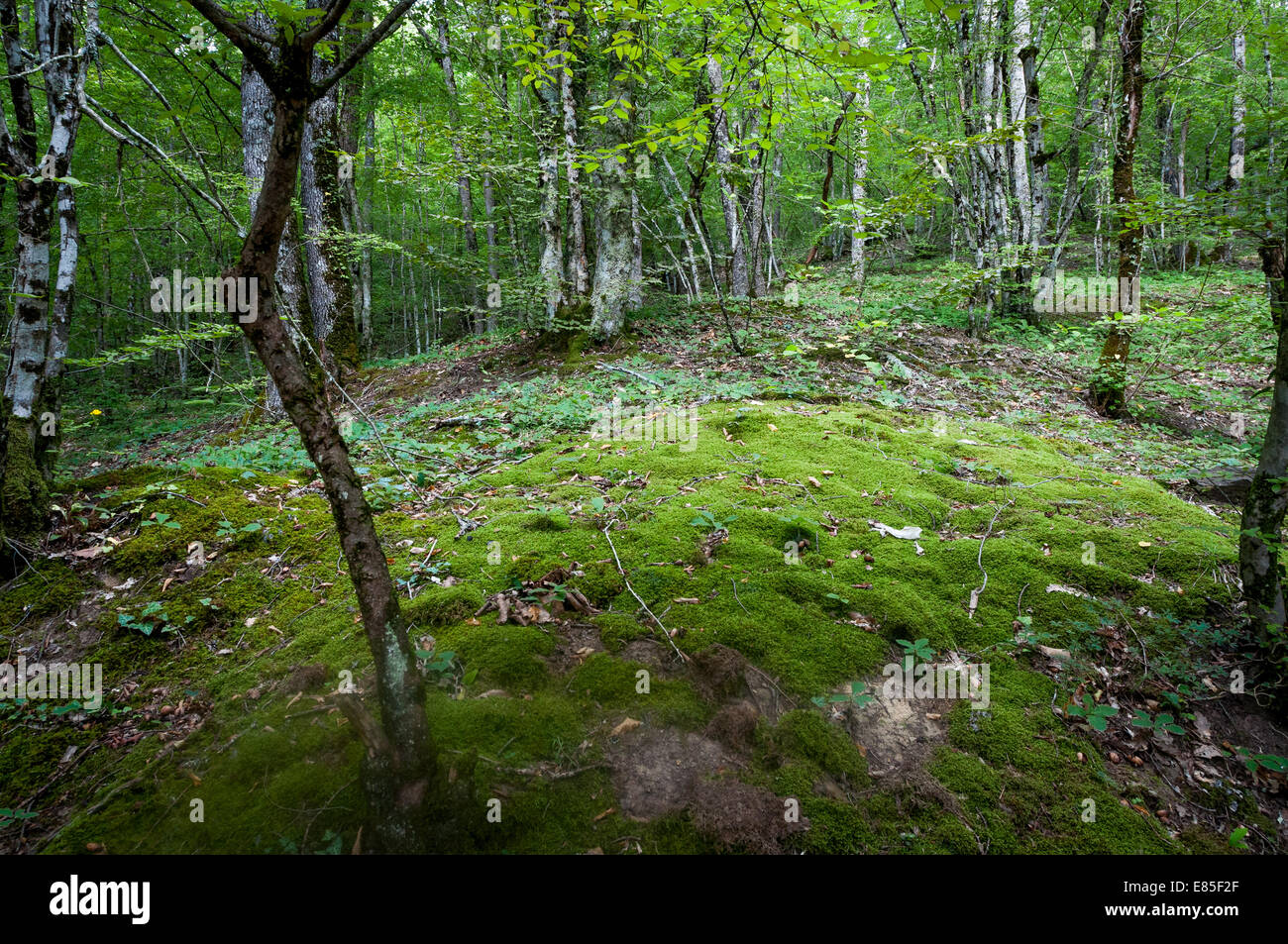 Russian forest hi-res stock photography and images - Alamy
