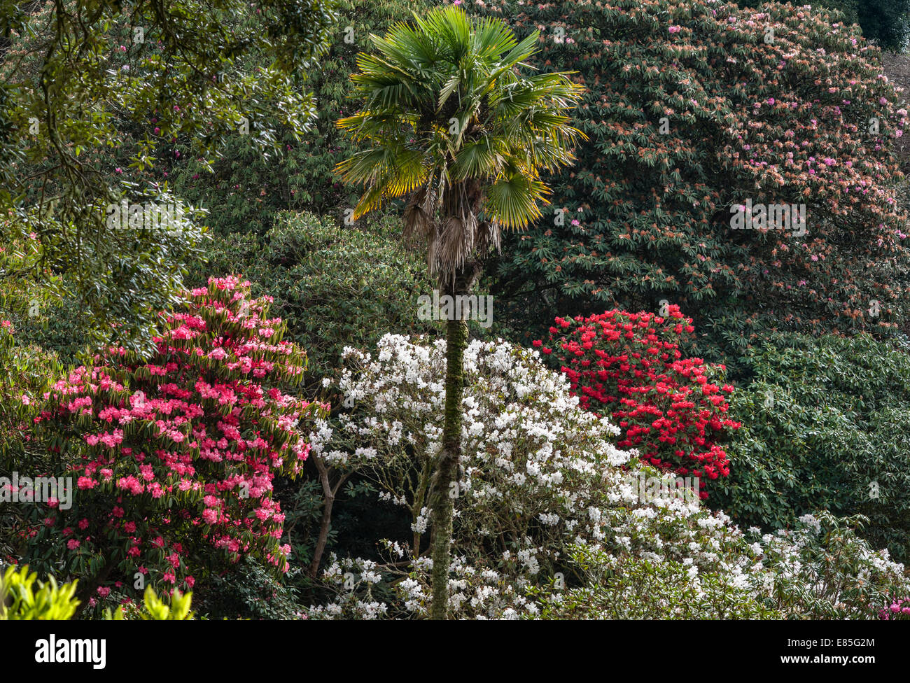 Cornwall palm trees hi-res stock photography and images - Alamy