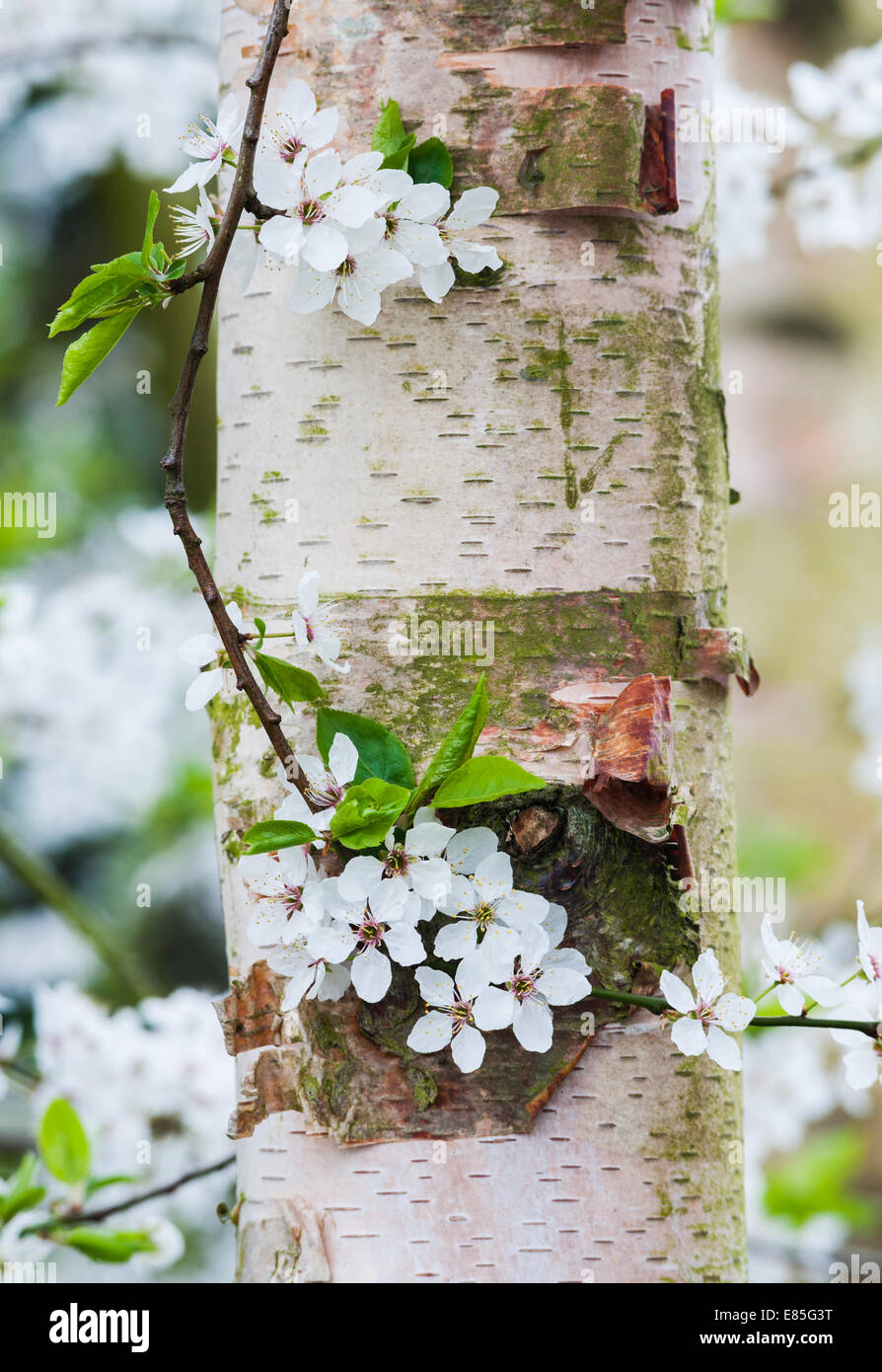 Summer Birch Tree Flowers