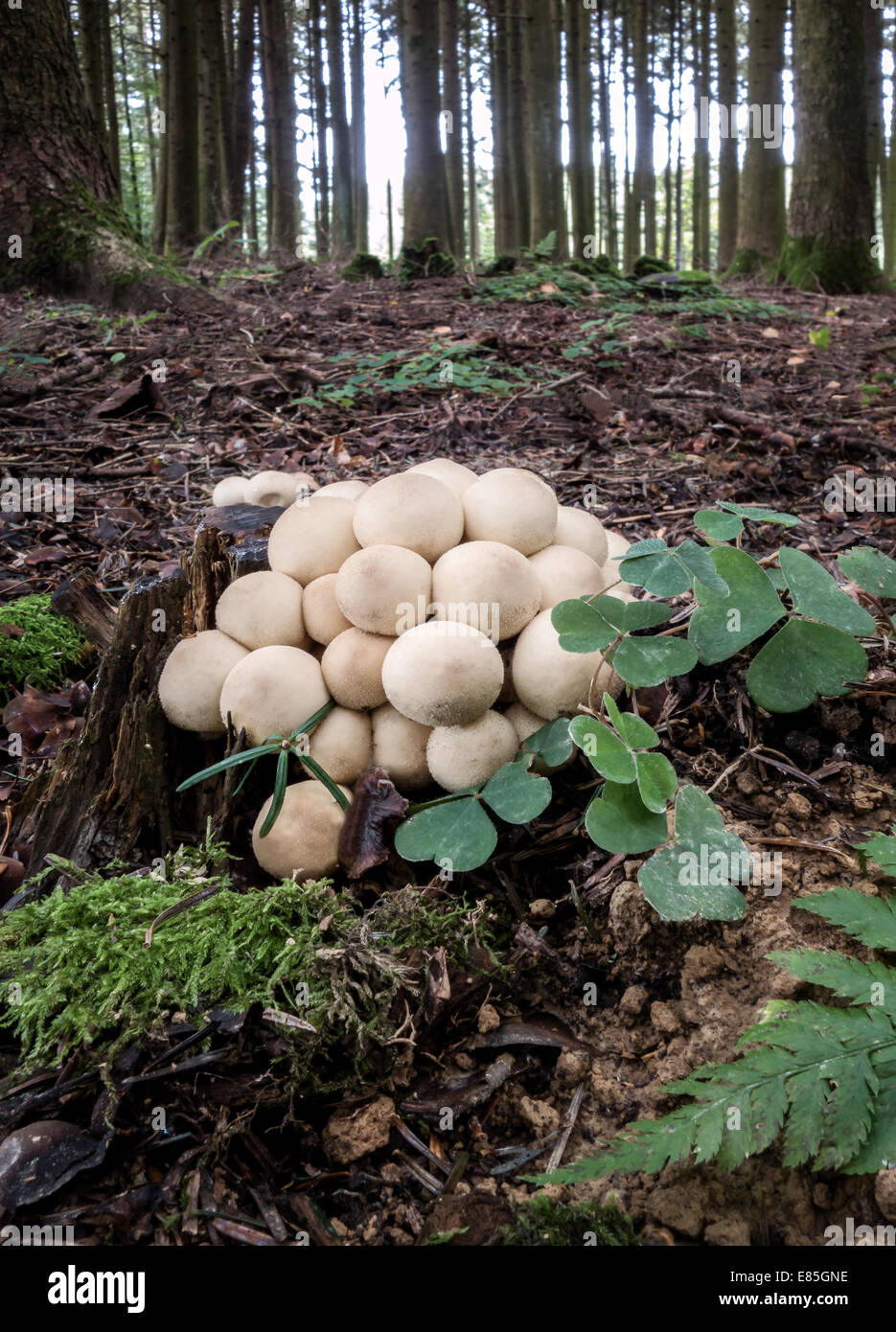 Group of puffballs Stock Photo - Alamy