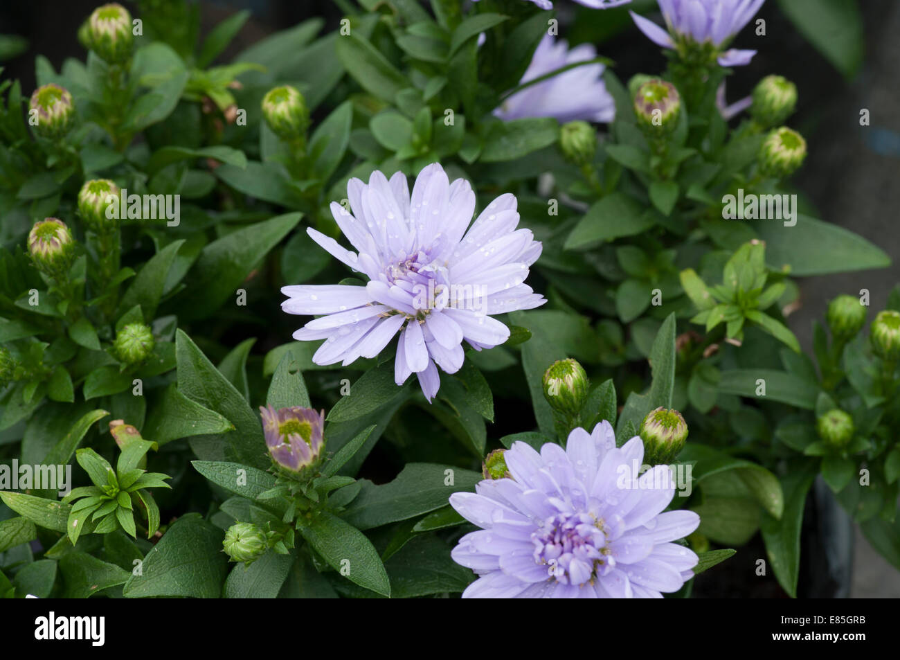 Light Blue Aster Stock Photo - Alamy