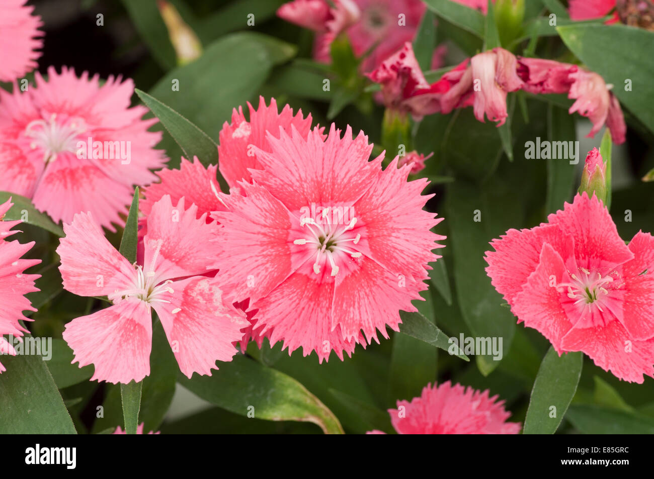 Pinks dianthus hi-res stock photography and images - Alamy