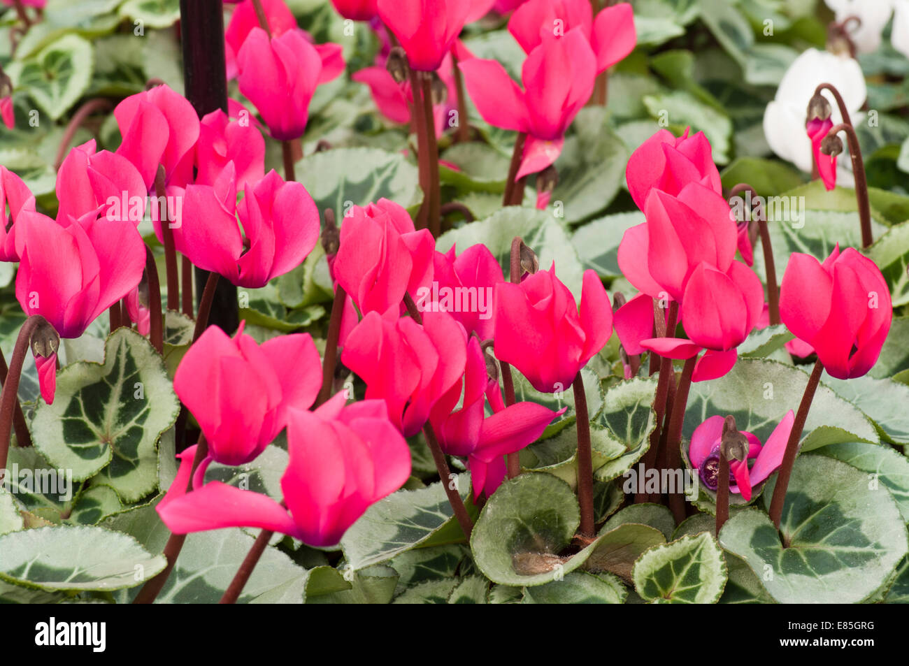 Red cyclamen hi-res stock photography and images - Alamy