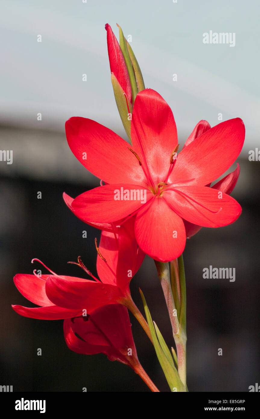 Red Hesperantha coccinea Major Commonly Known as Crimson flag lily ...