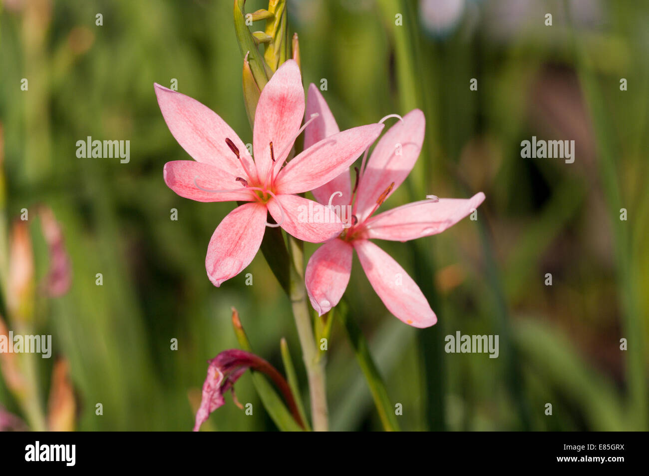 Hesperantha coccinea hi-res stock photography and images - Alamy