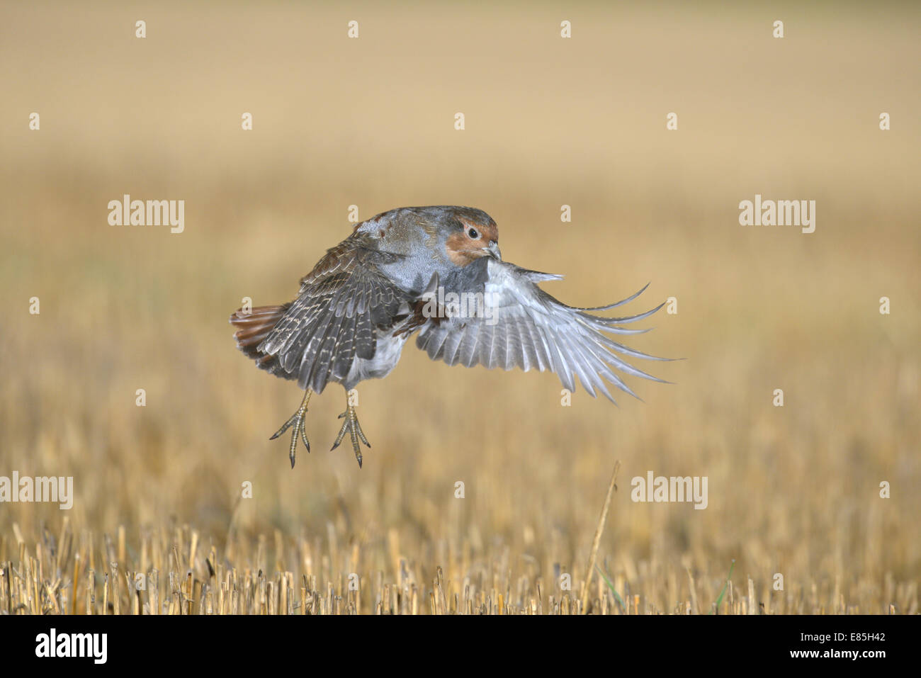 Grey partridge flying hi-res stock photography and images - Alamy