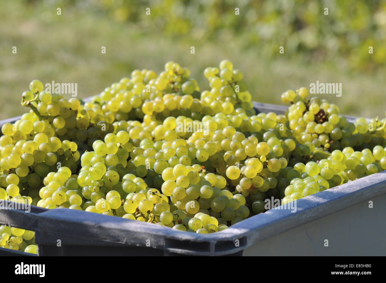 closeup of grapes in a box during the harvest Stock Photo - Alamy