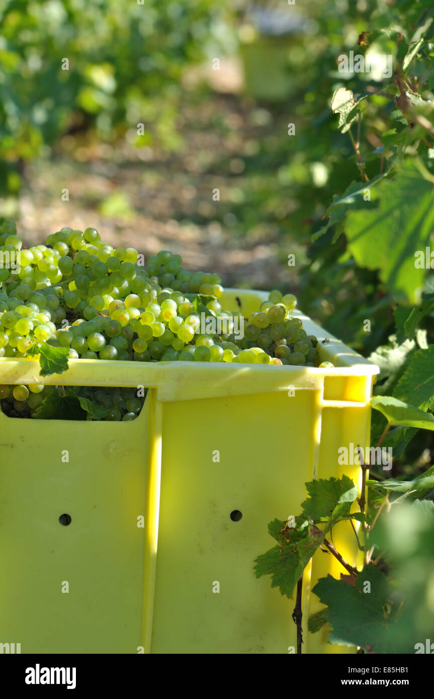 Grapes in the box hi-res stock photography and images - Alamy