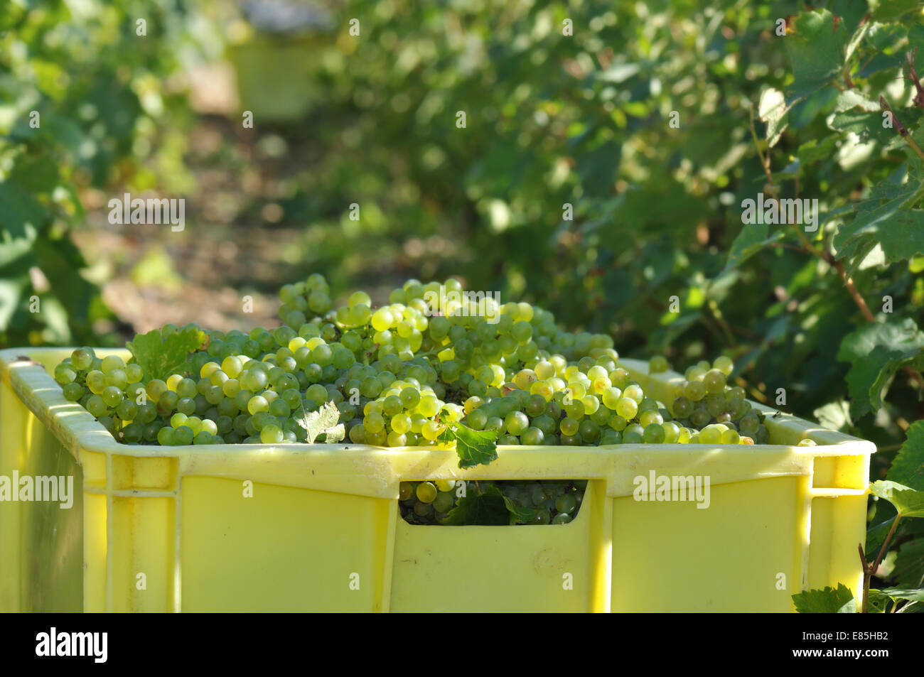 Grapes in the box hi-res stock photography and images - Alamy