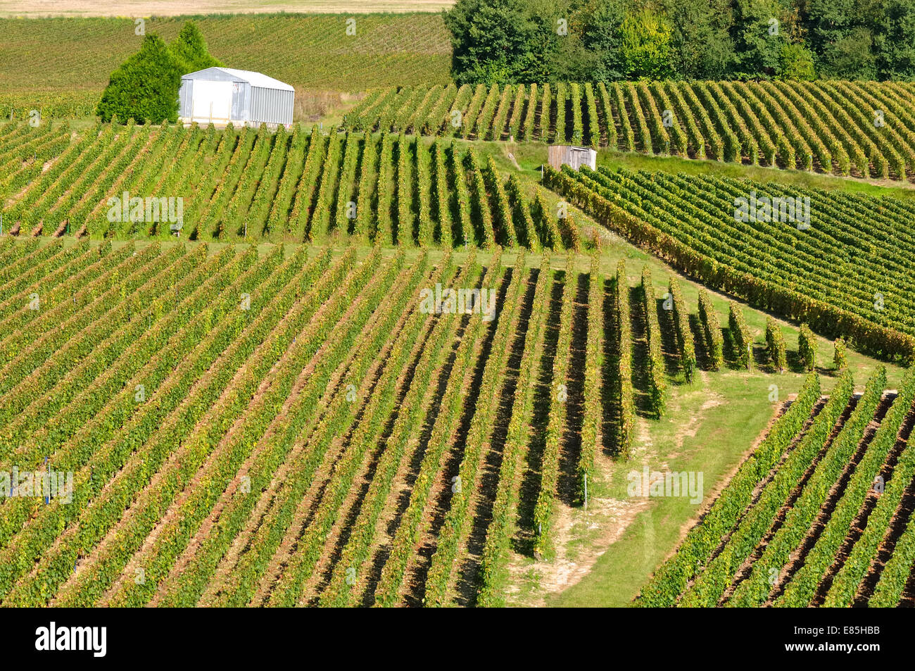 landscape of a vineyard geometric shapes Stock Photo - Alamy