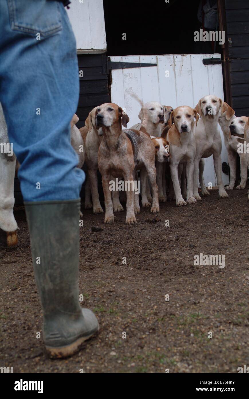 Welly boot dogs hi-res stock photography and images - Alamy