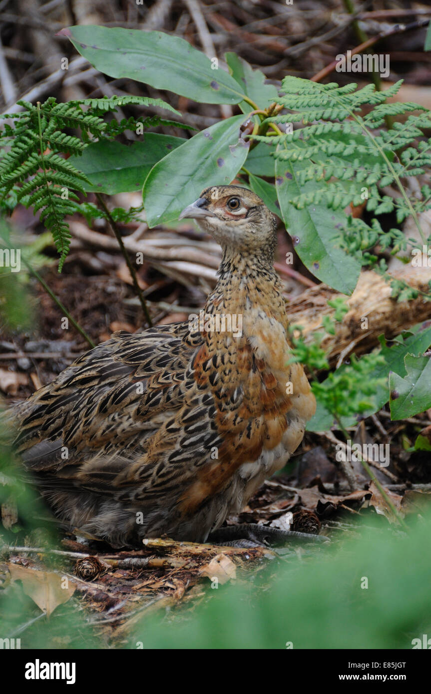 Release Pen Pheasant High Resolution Stock Photography and Images - Alamy