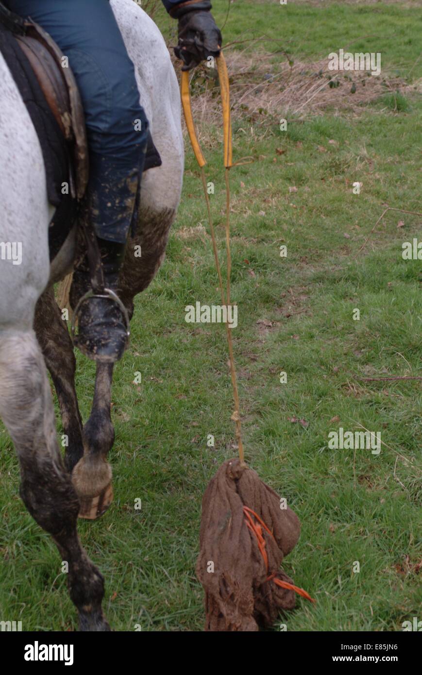 Close up of a horse hunting Stock Photo - Alamy