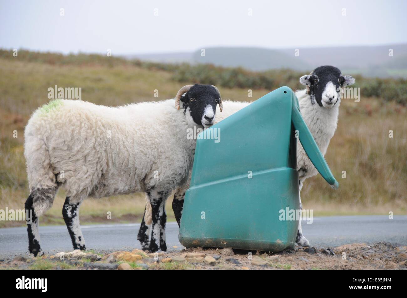 Sheep bin hi-res stock photography and images - Alamy
