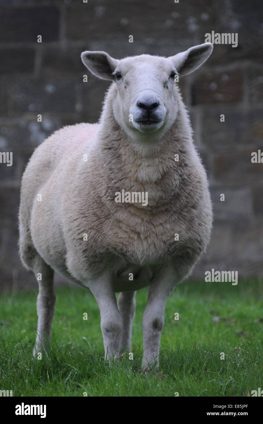 Roman nose sheep hi-res stock photography and images - Alamy