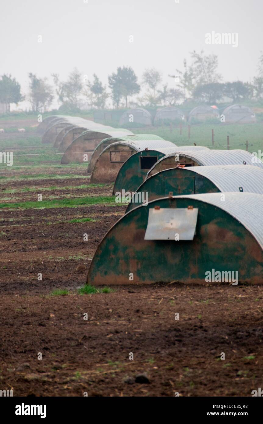 Pig arc hi-res stock photography and images - Alamy