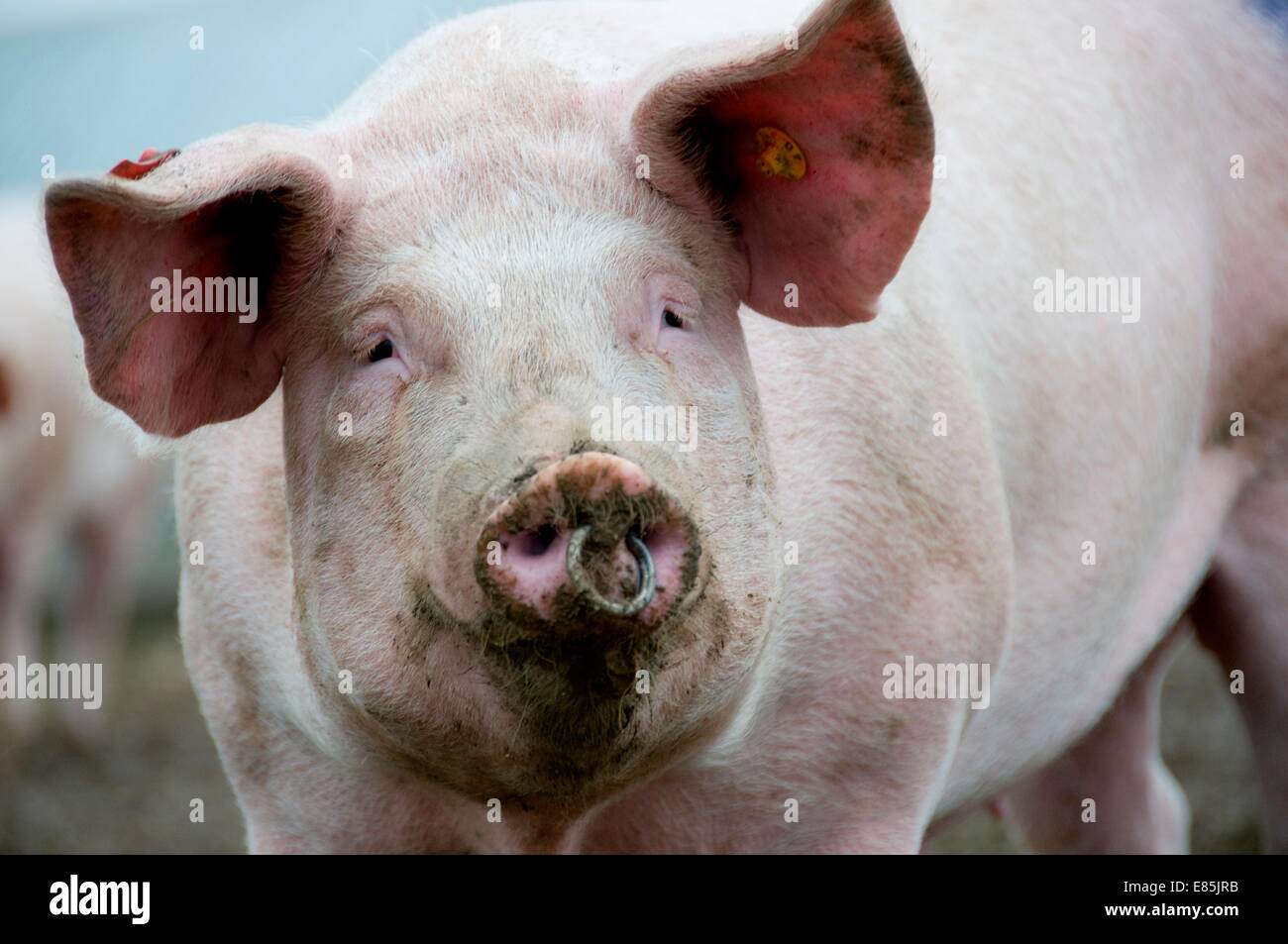 Pig With Nose Ring Stock Photos & Pig With Nose Ring Stock Images - Alamy