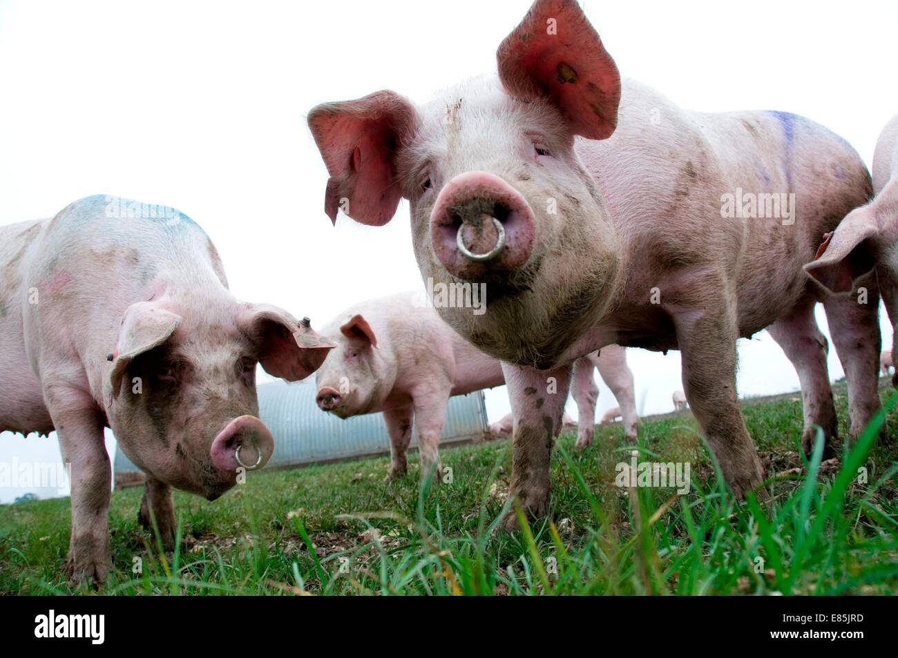 Pig With Nose Ring Stock Photos & Pig With Nose Ring Stock Images - Alamy