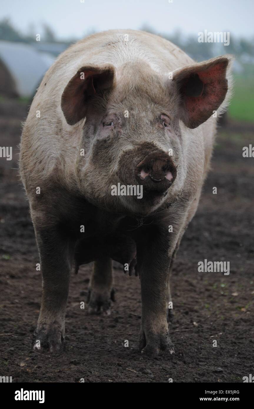 Pig with nose ring hi-res stock photography and images - Alamy