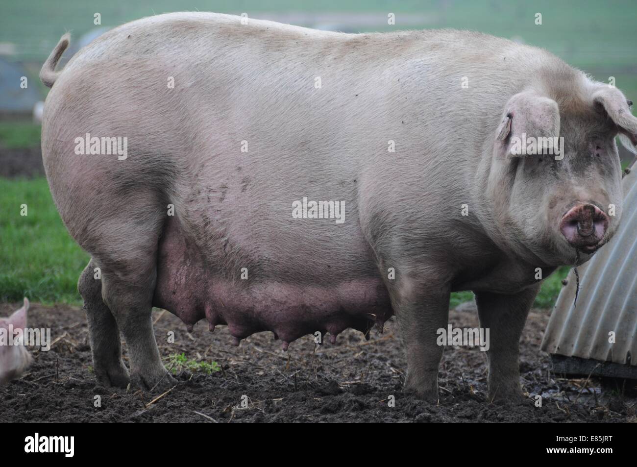 Pig With Nose Ring Stock Photos & Pig With Nose Ring Stock Images - Alamy