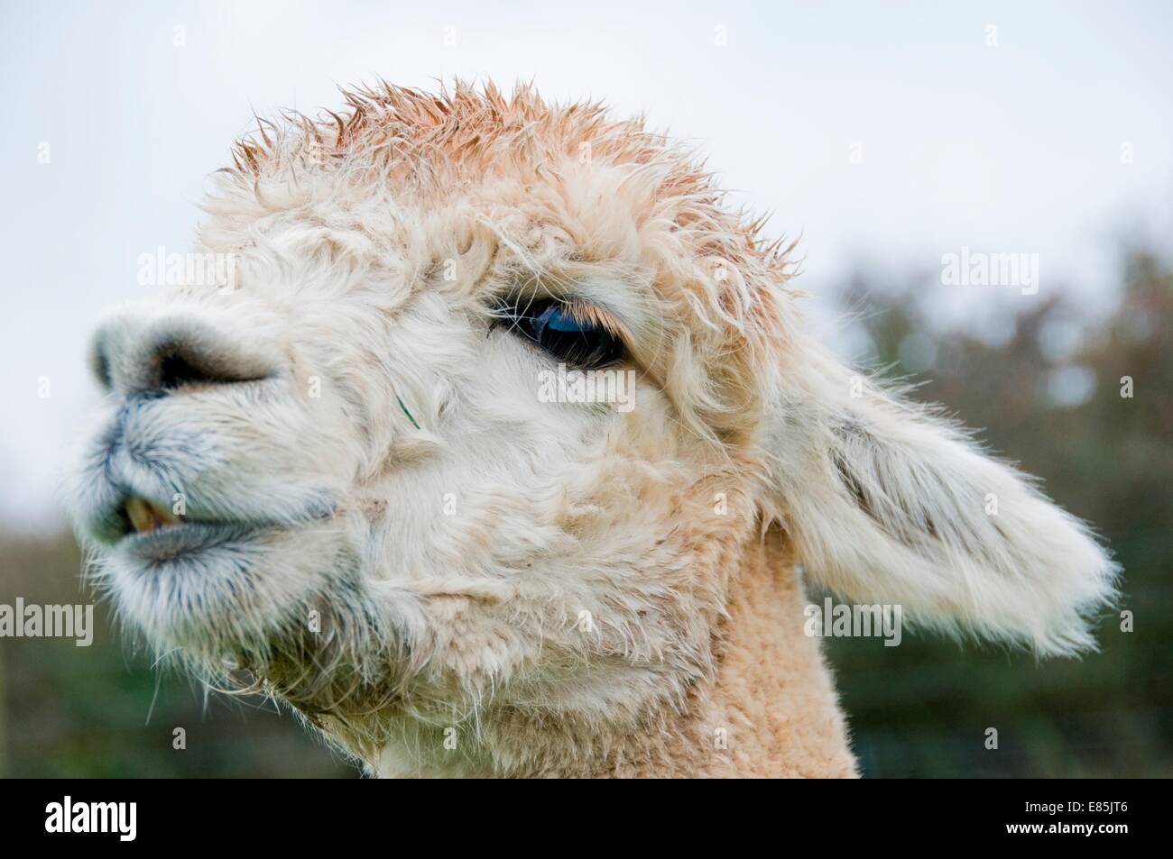 Cream llama hi-res stock photography and images - Alamy