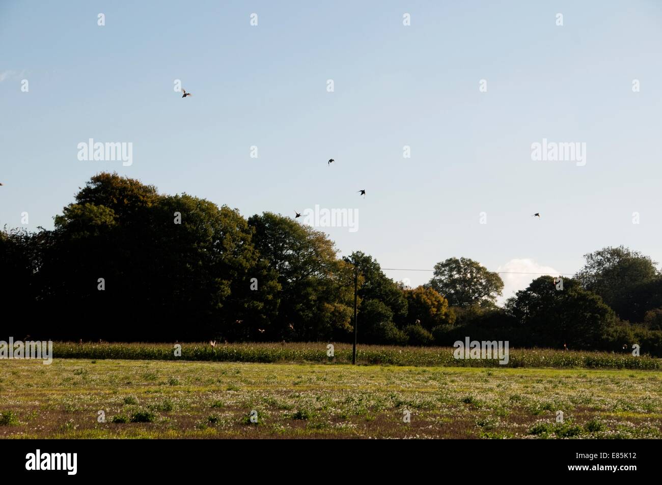 Pheasant flush hi-res stock photography and images - Alamy