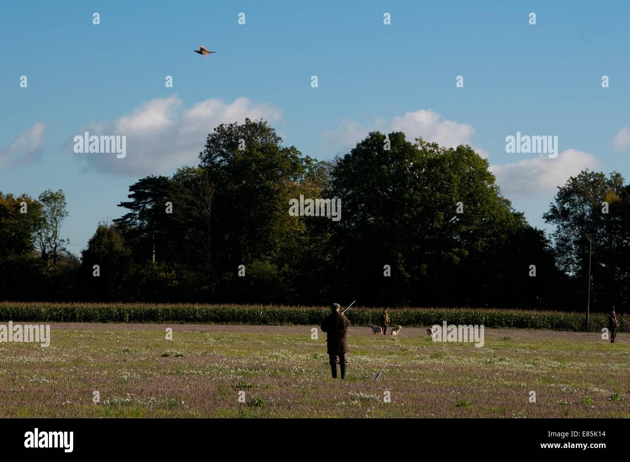 Pheasant flush hi-res stock photography and images - Alamy