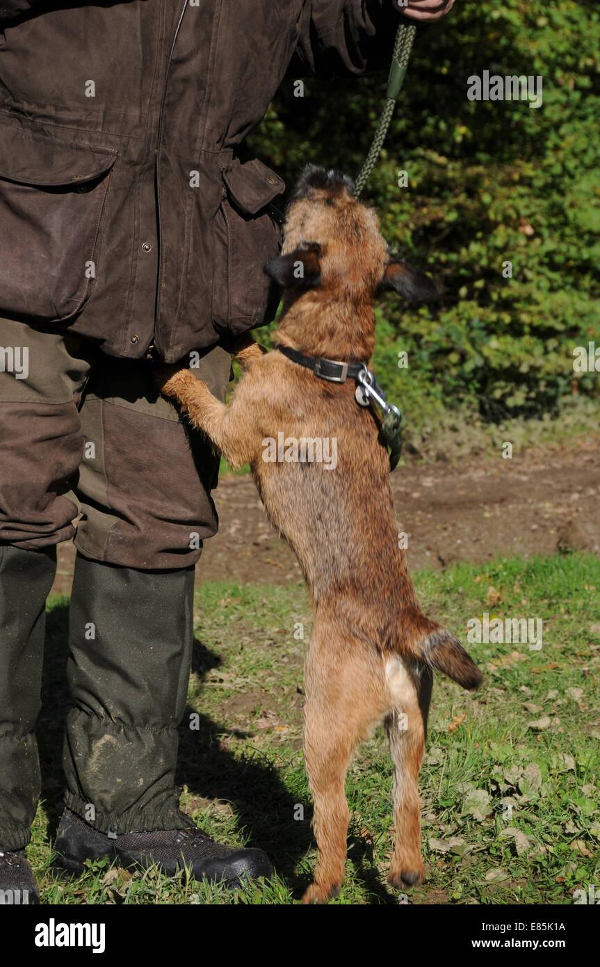 A dog and its owner Stock Photo - Alamy