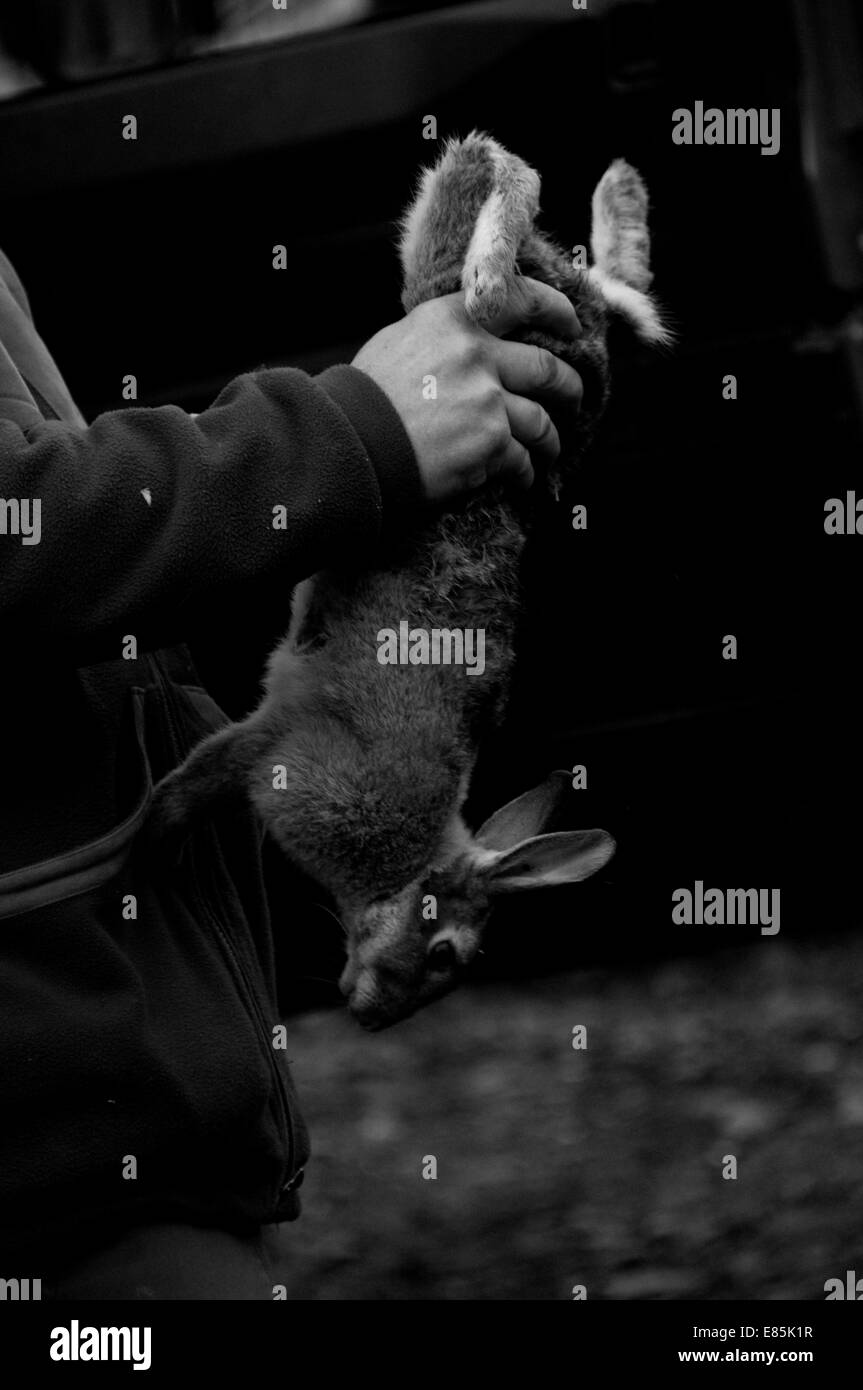 Rabbit shooting black hi-res stock photography and images - Alamy