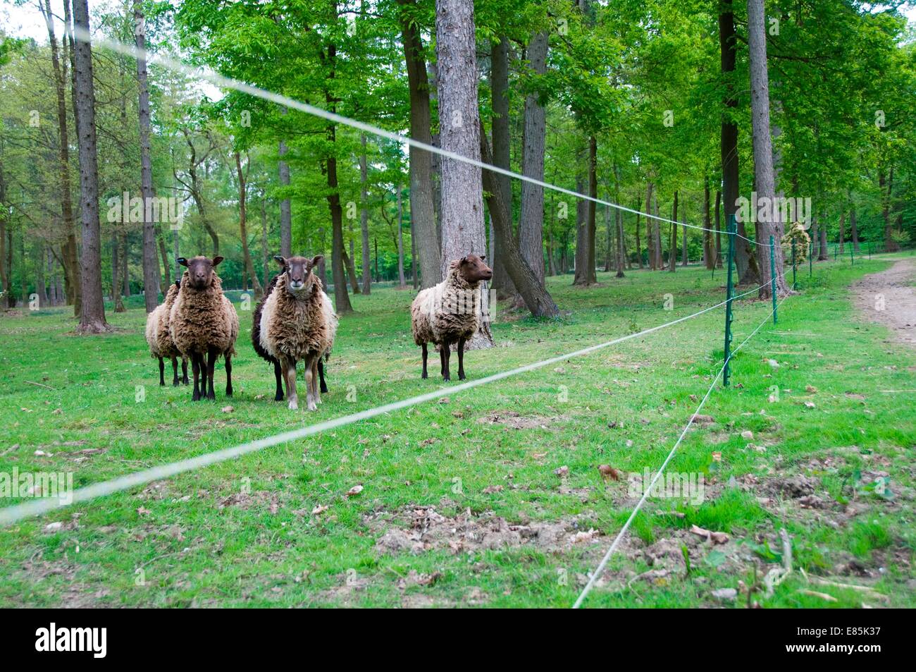 Sheep behind a fence Stock Photo - Alamy