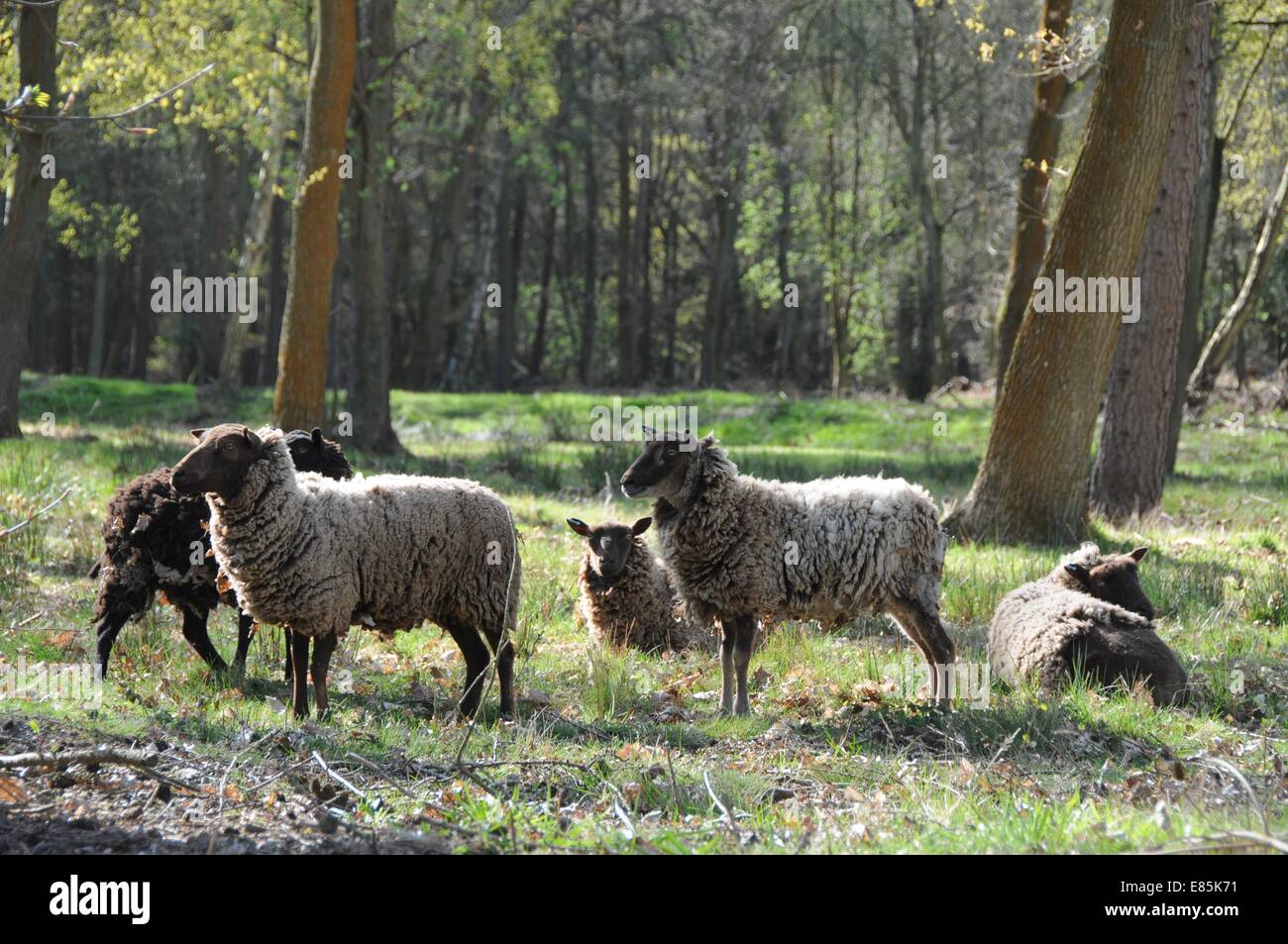 Self shedding sheep hi-res stock photography and images - Alamy