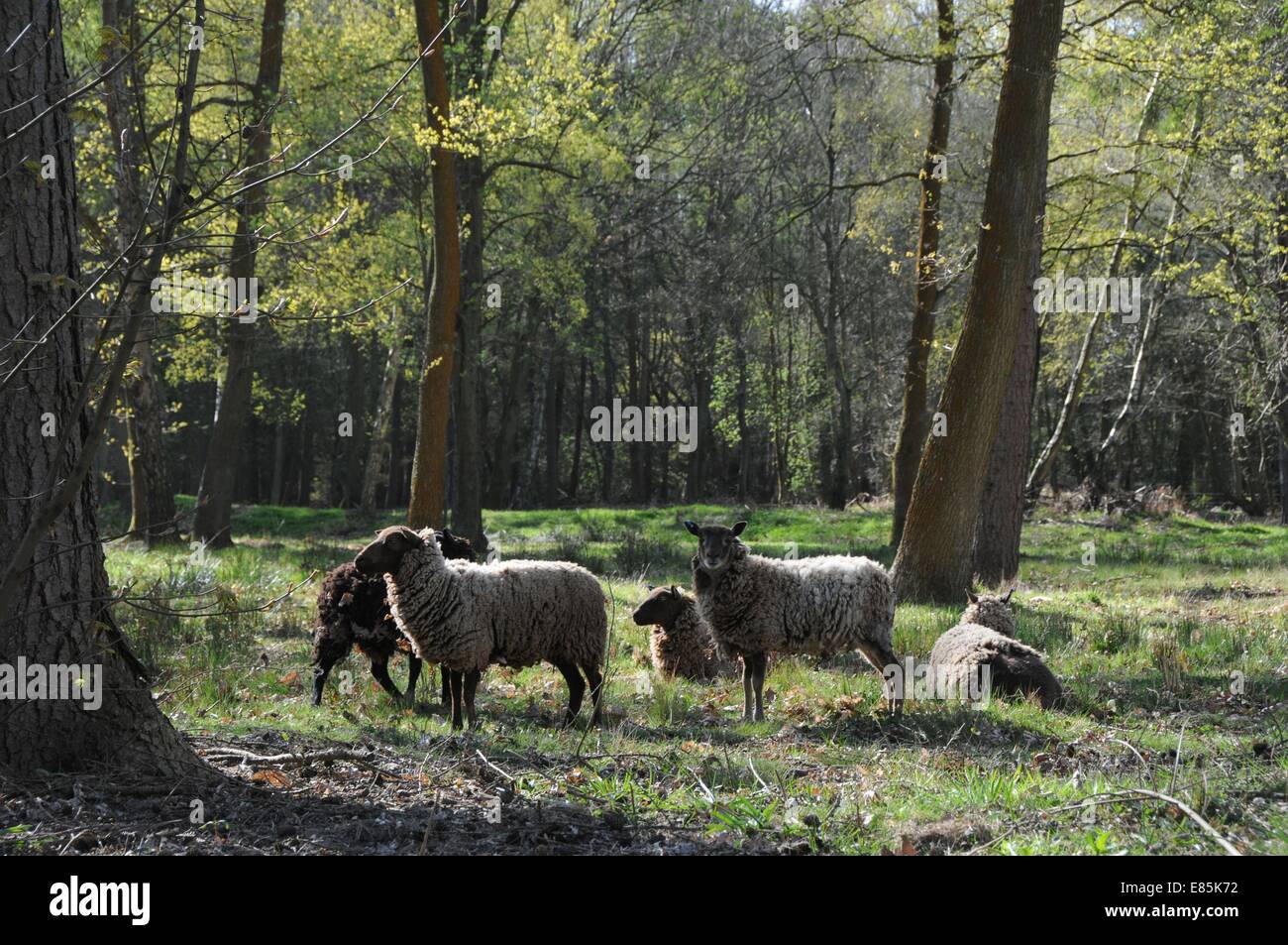 Self shedding sheep hi-res stock photography and images - Alamy
