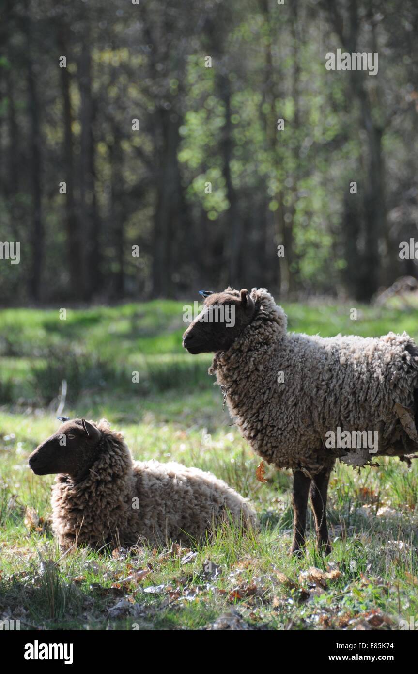 Self shedding sheep hi-res stock photography and images - Alamy