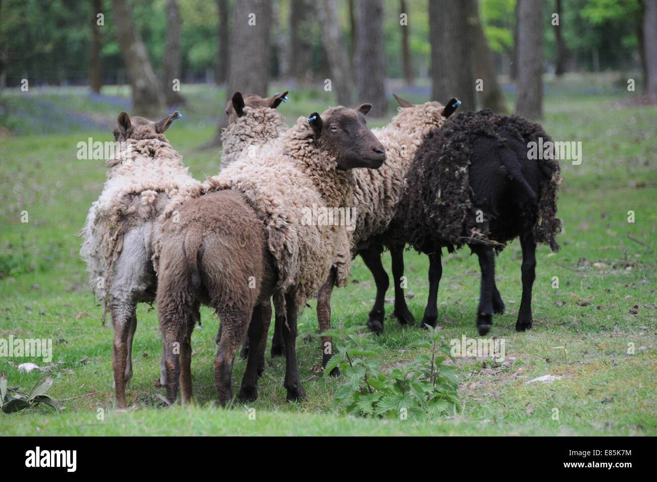 Self shedding sheep hi-res stock photography and images - Alamy