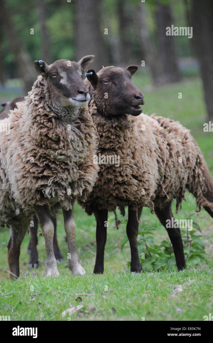 Self shedding sheep hi-res stock photography and images - Alamy