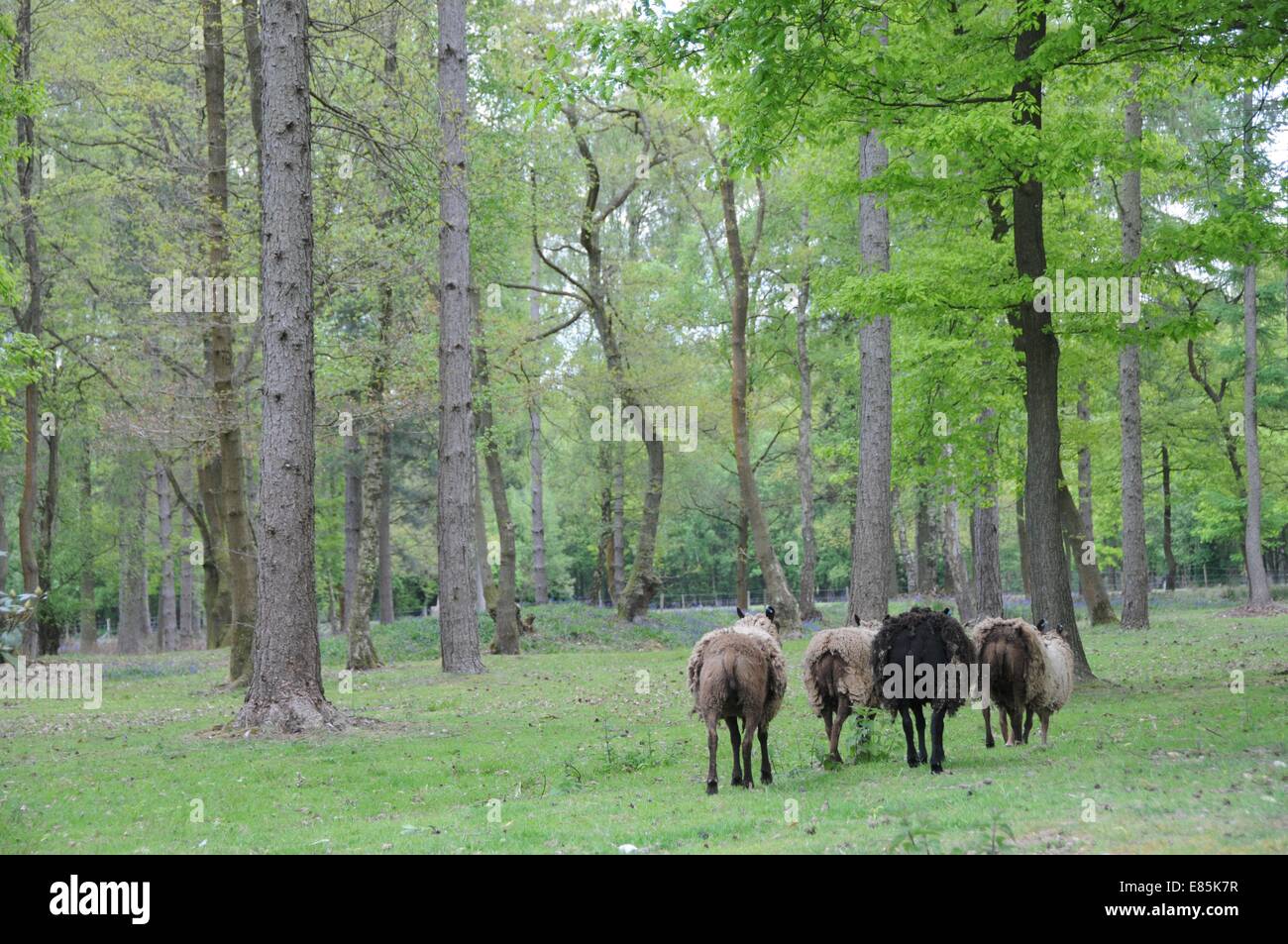 Self shedding sheep hi-res stock photography and images - Alamy